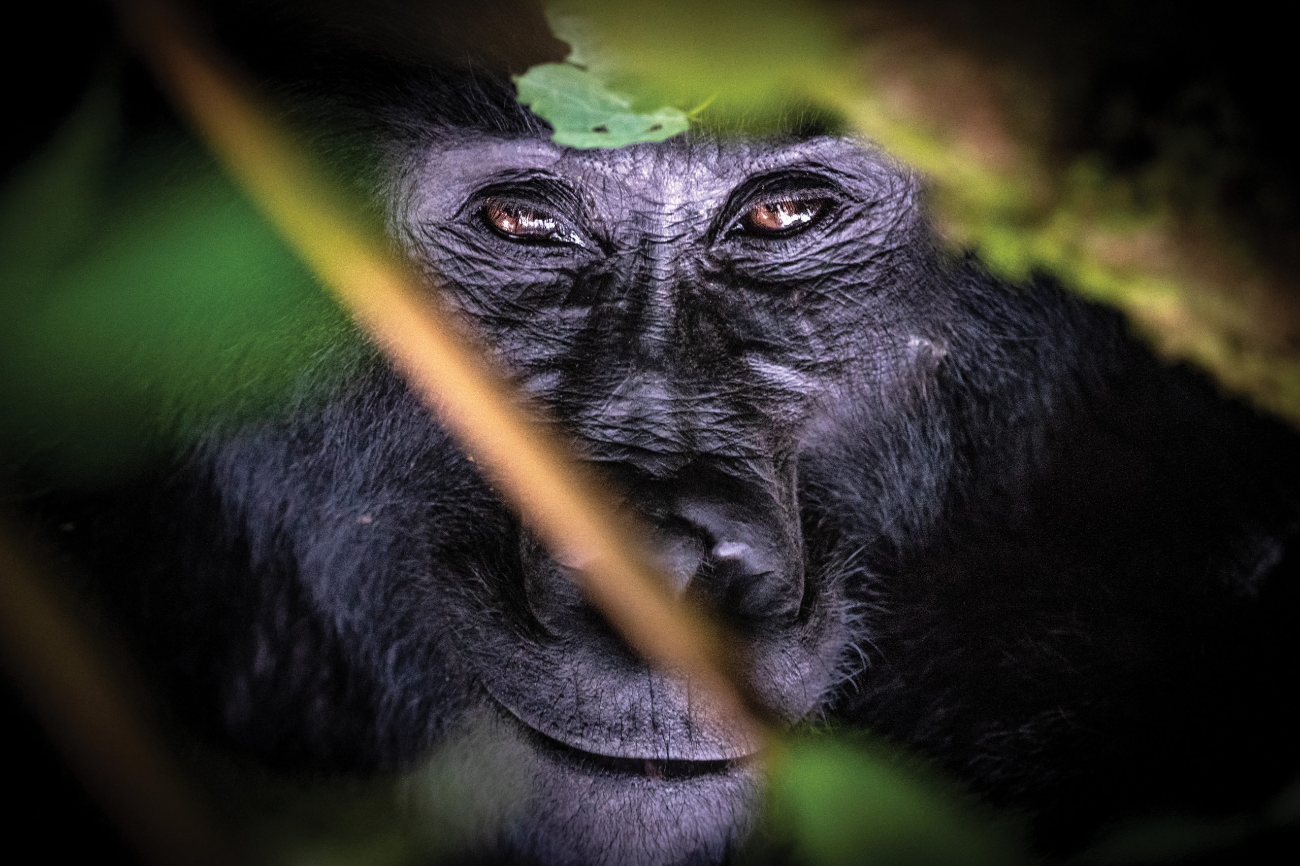 Uganda’s Vibrant Life