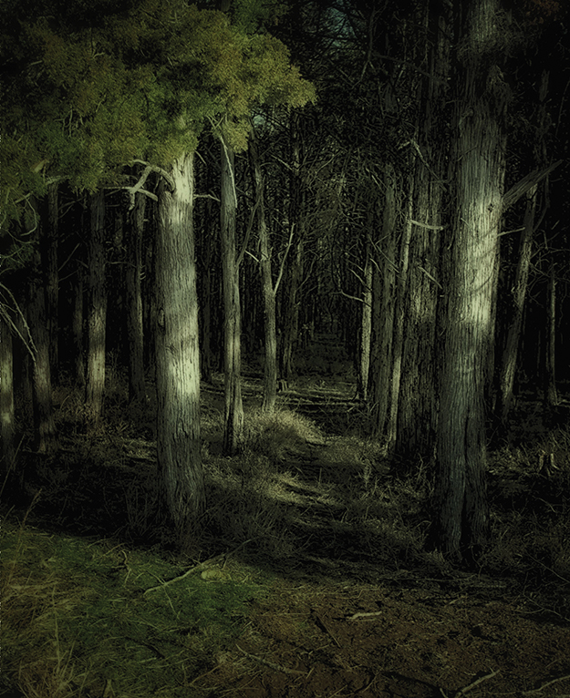 Pictures From the Parallel Forest - 405 Magazine