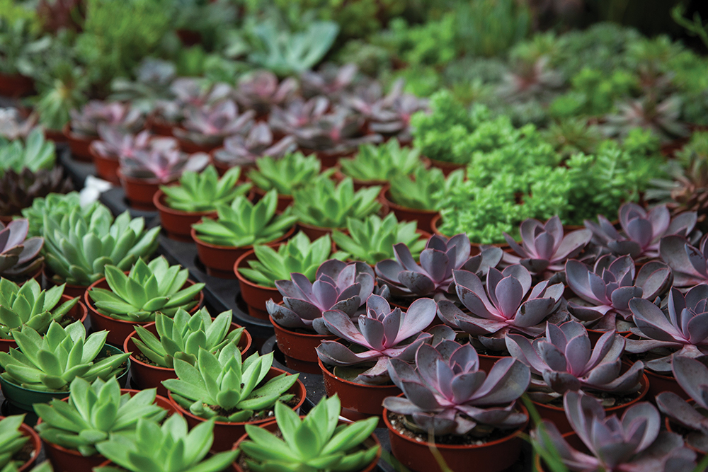 Living Your Best Leaf